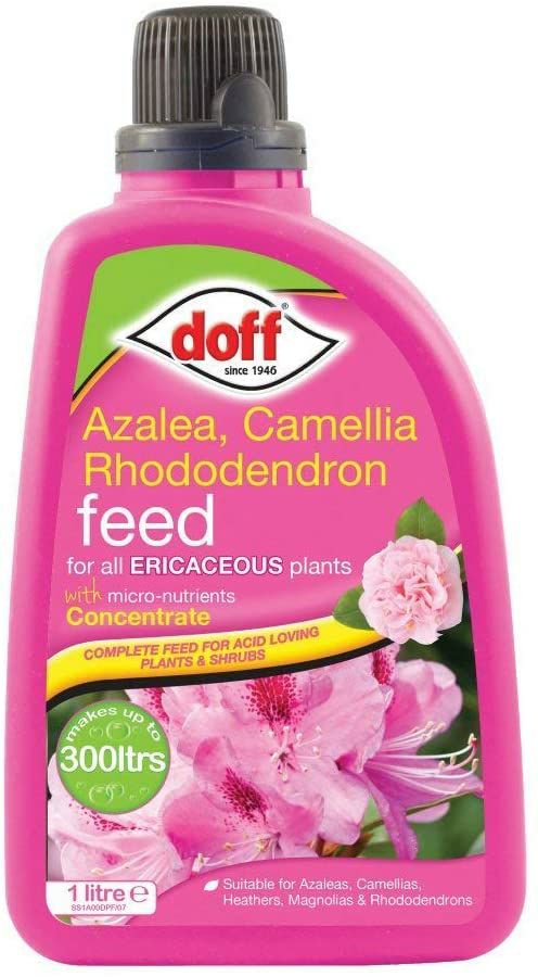 AZALEA CAMELIA RHODODENDRON FEED 1L - ilminster